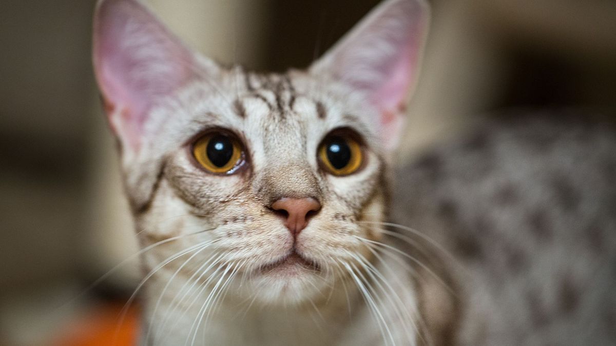 Ocicat: Breed profile and information | PetsRadar