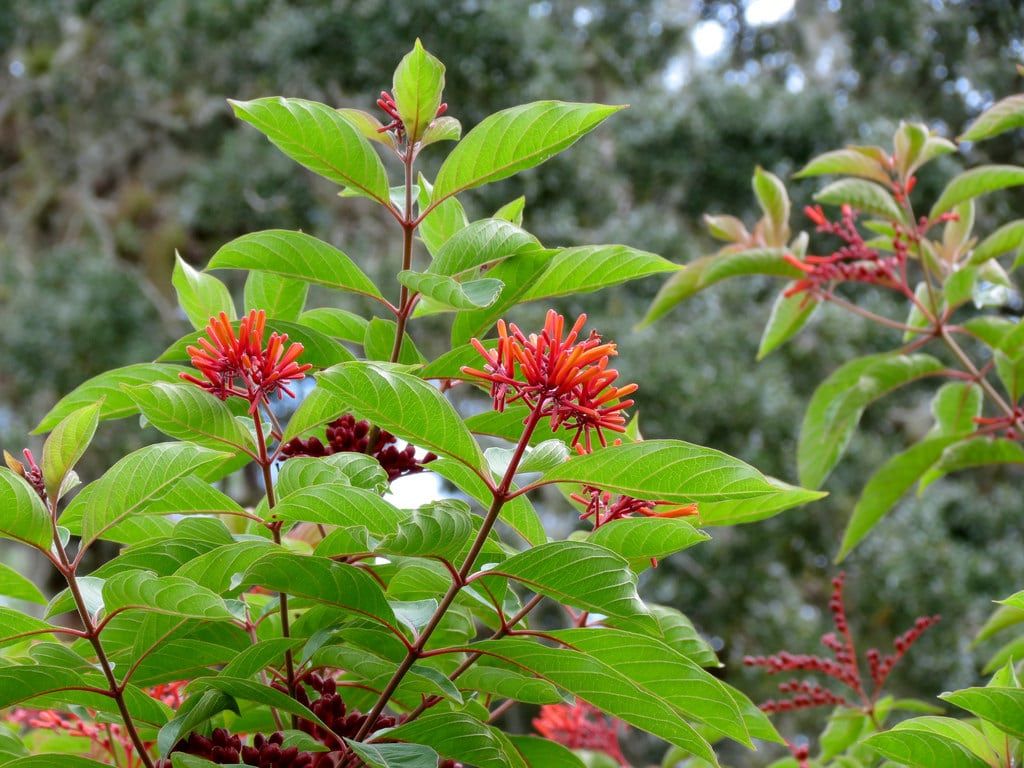 Tips For Feeding Firebush Plants – Learn When To Fertilize A Firebush ...