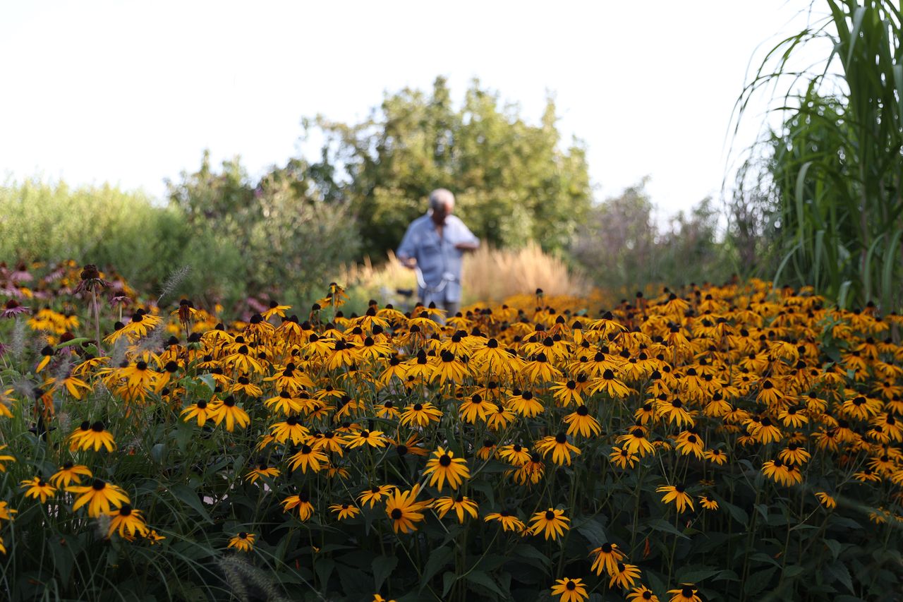 5 flowers that bloom at night - for a more beautiful, fragrant backyard ...