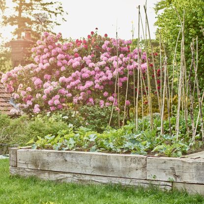 How to grow courgettes vertically - a simple step-by-step | Ideal Home