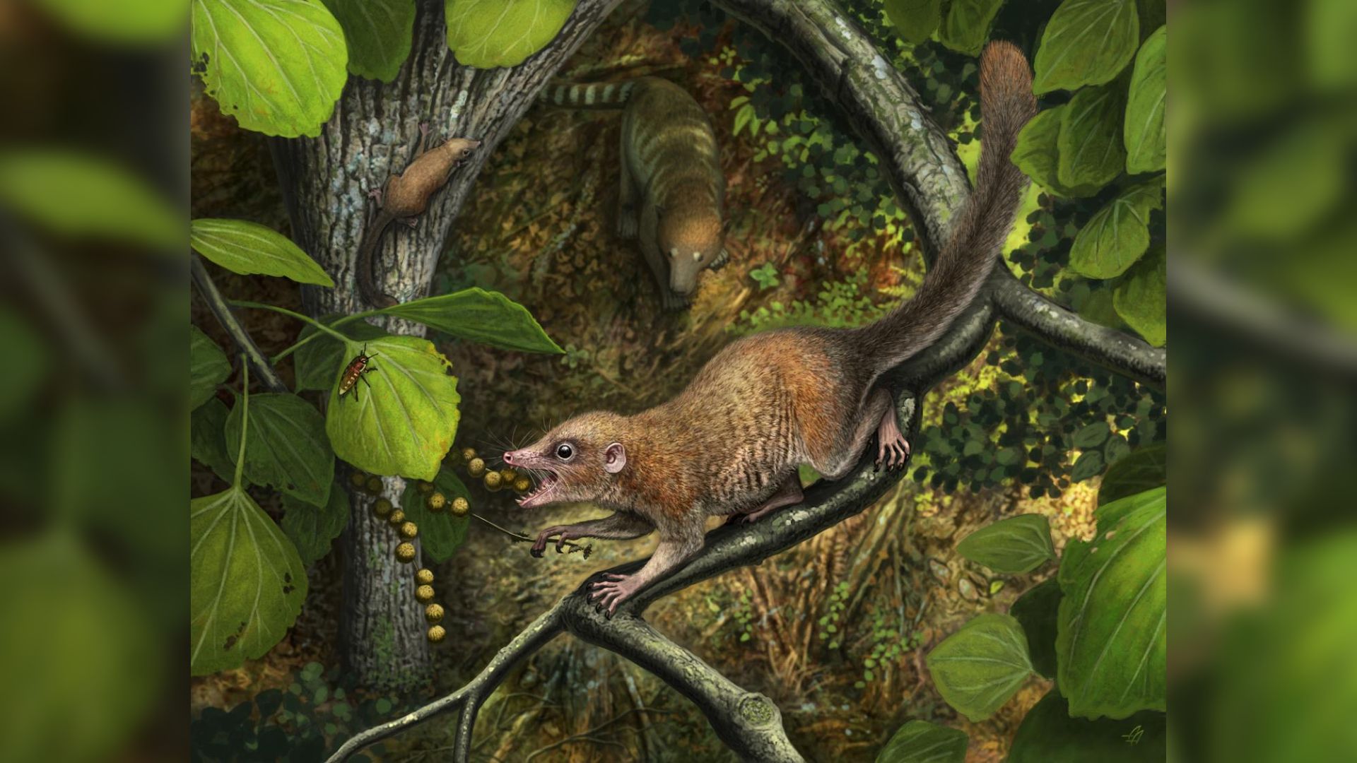 Primate ancestor of all humans likely roamed with the dinosaurs | Live Science