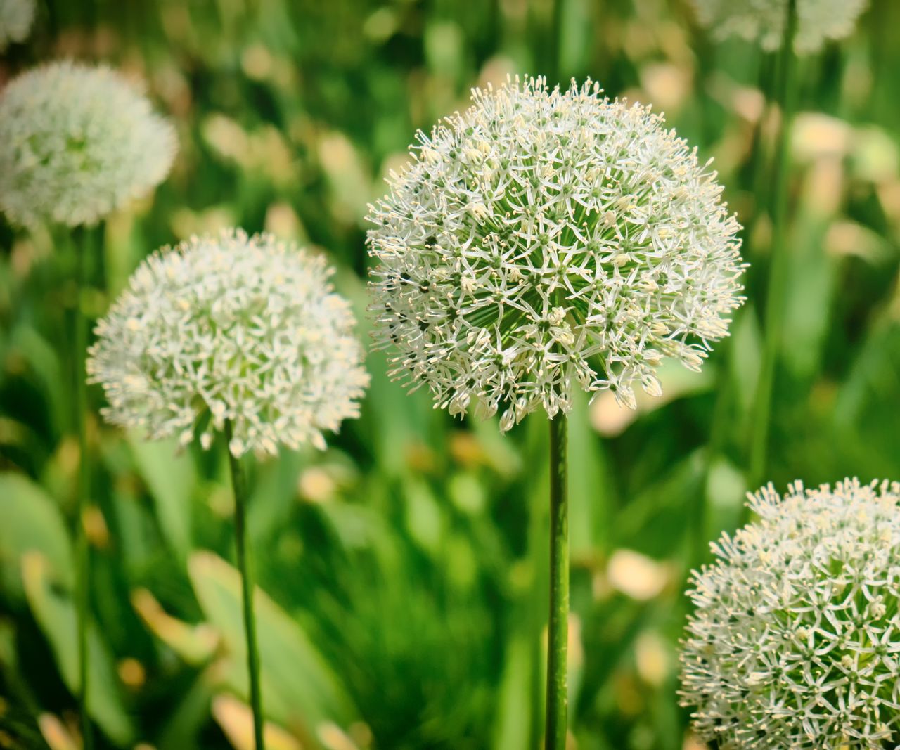 10 best varieties of allium bulbs to plant now | Homes and Gardens