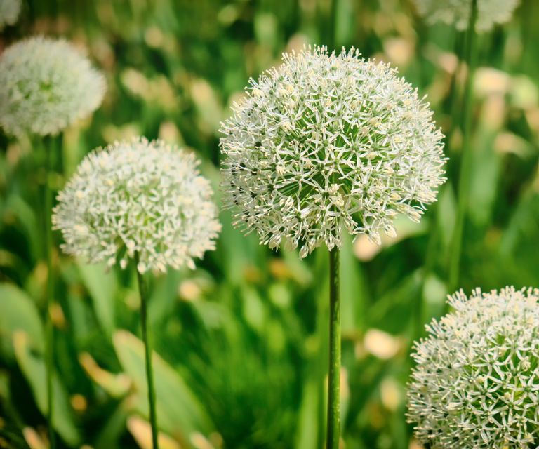 10 best varieties of allium bulbs to plant now | Homes and Gardens