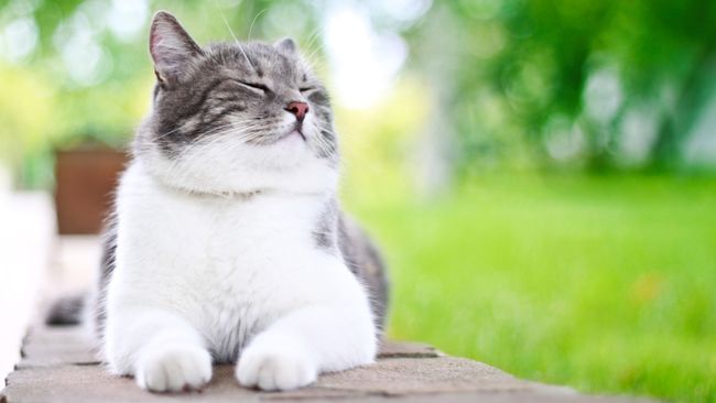Signs of a happy cat: How to know if your kitty is content | PetsRadar