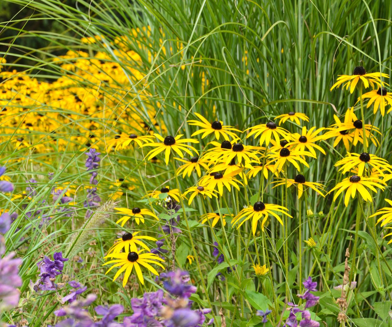 Best rudbeckias: expert advice for sensational native blooms | Homes ...