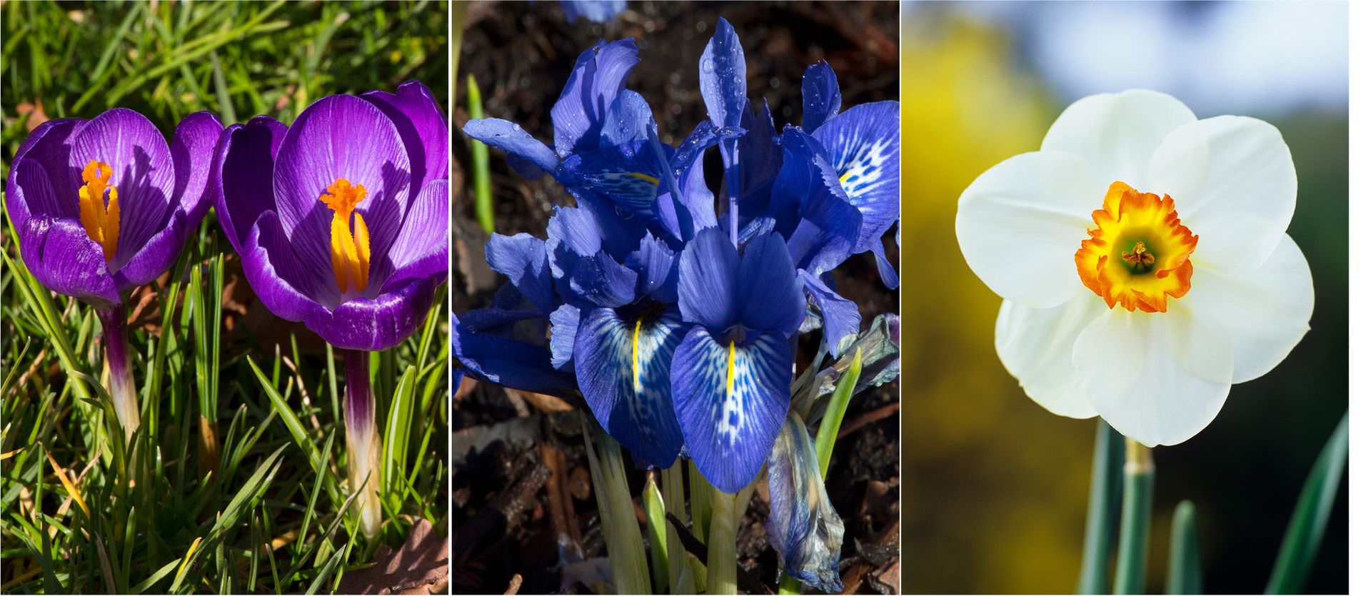 Flower bulbs: how and when to start planting bulbs | Real Homes