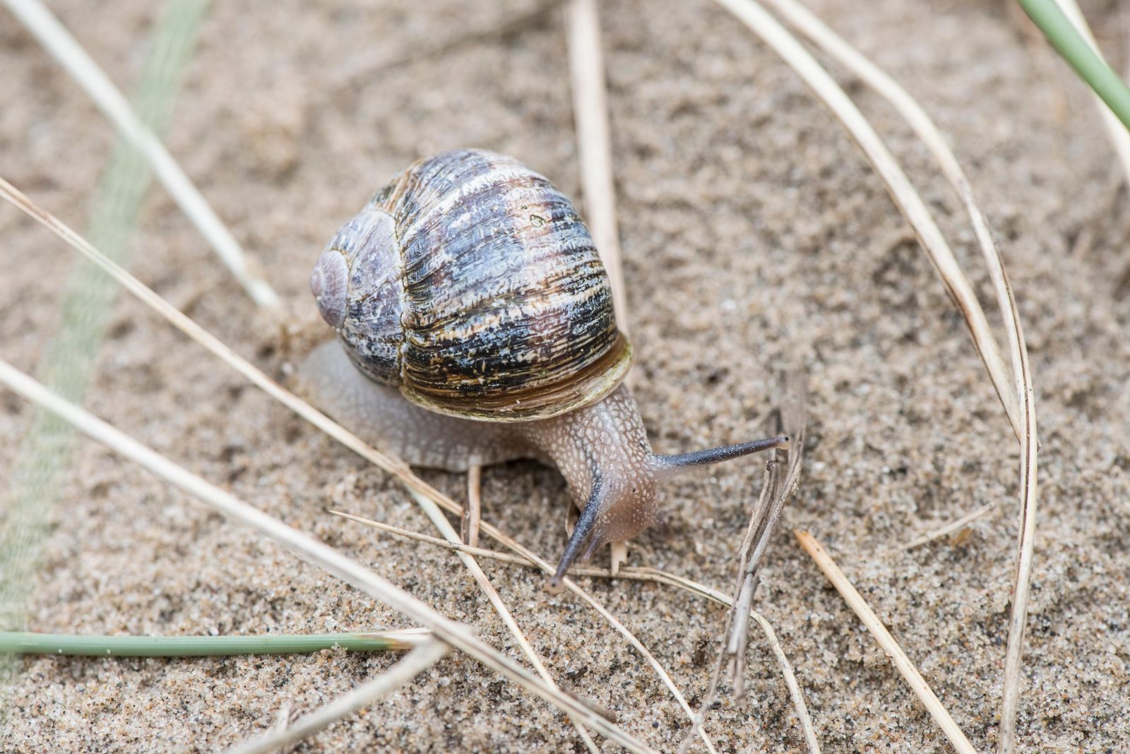 A simple guide to Britain's snails | Country Life