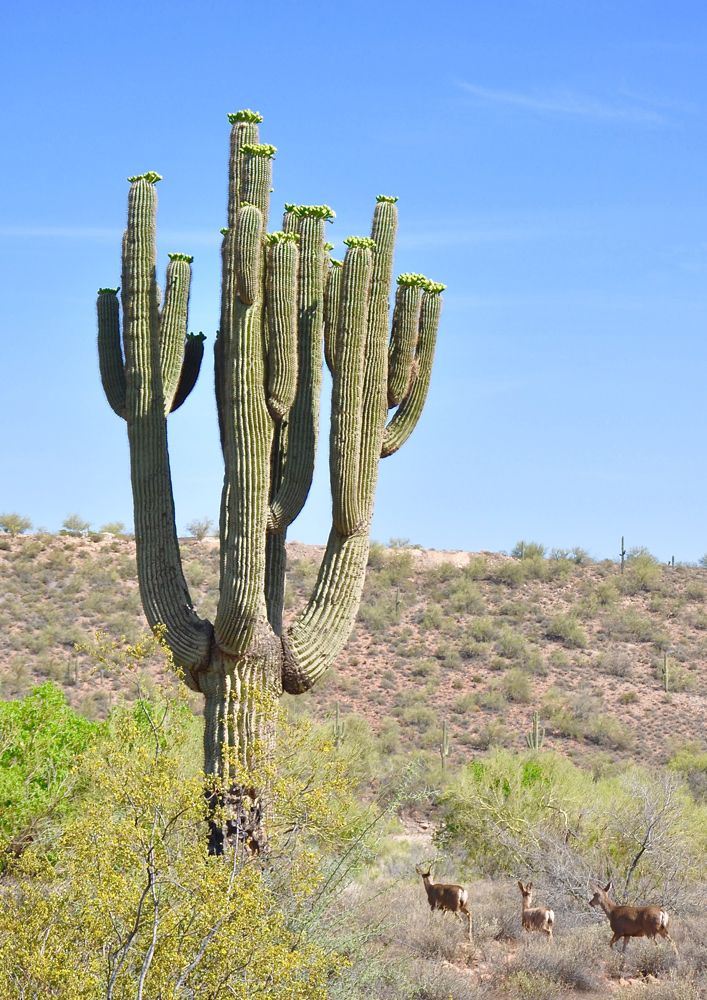 Photos: Inside the Bizarre World of the Crested Saguaro Cactus | Live ...