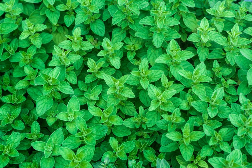 Experts warn mint is an invasive garden plant | Gardeningetc