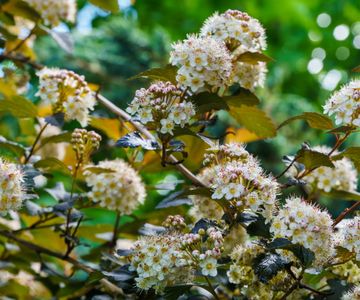 How to grow ninebark - expert tips for healthy shrubs | Homes and Gardens