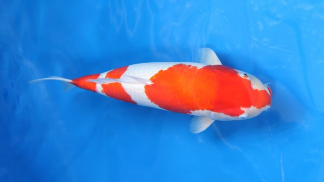 20 most expensive pet fish in the world | PetsRadar