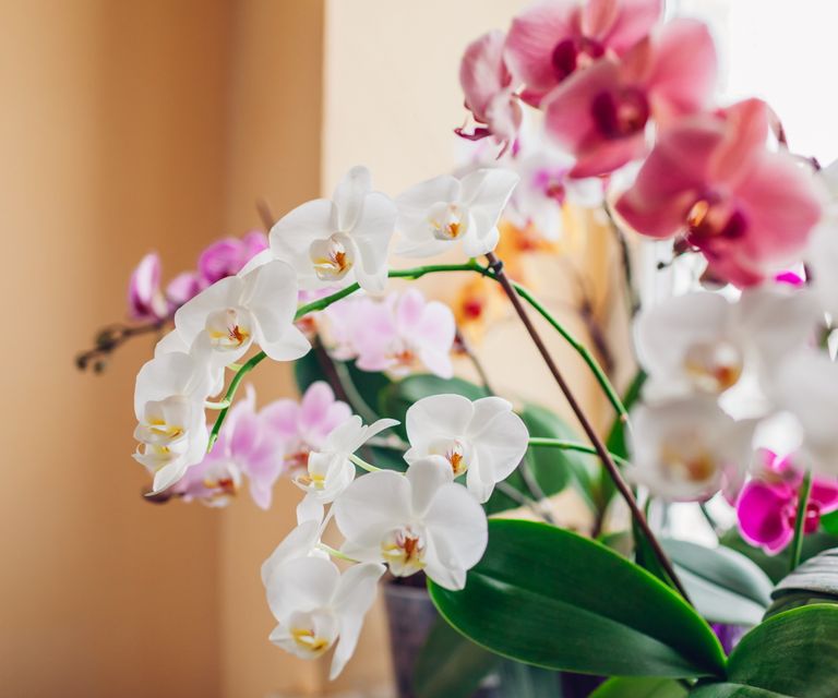 How to water orchids: the correct way for healthy blooms | Homes and ...