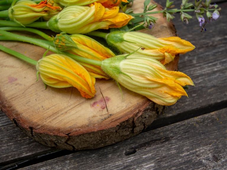 Cooking With Squash Flowers: Tips For Harvesting Squash Flowers ...