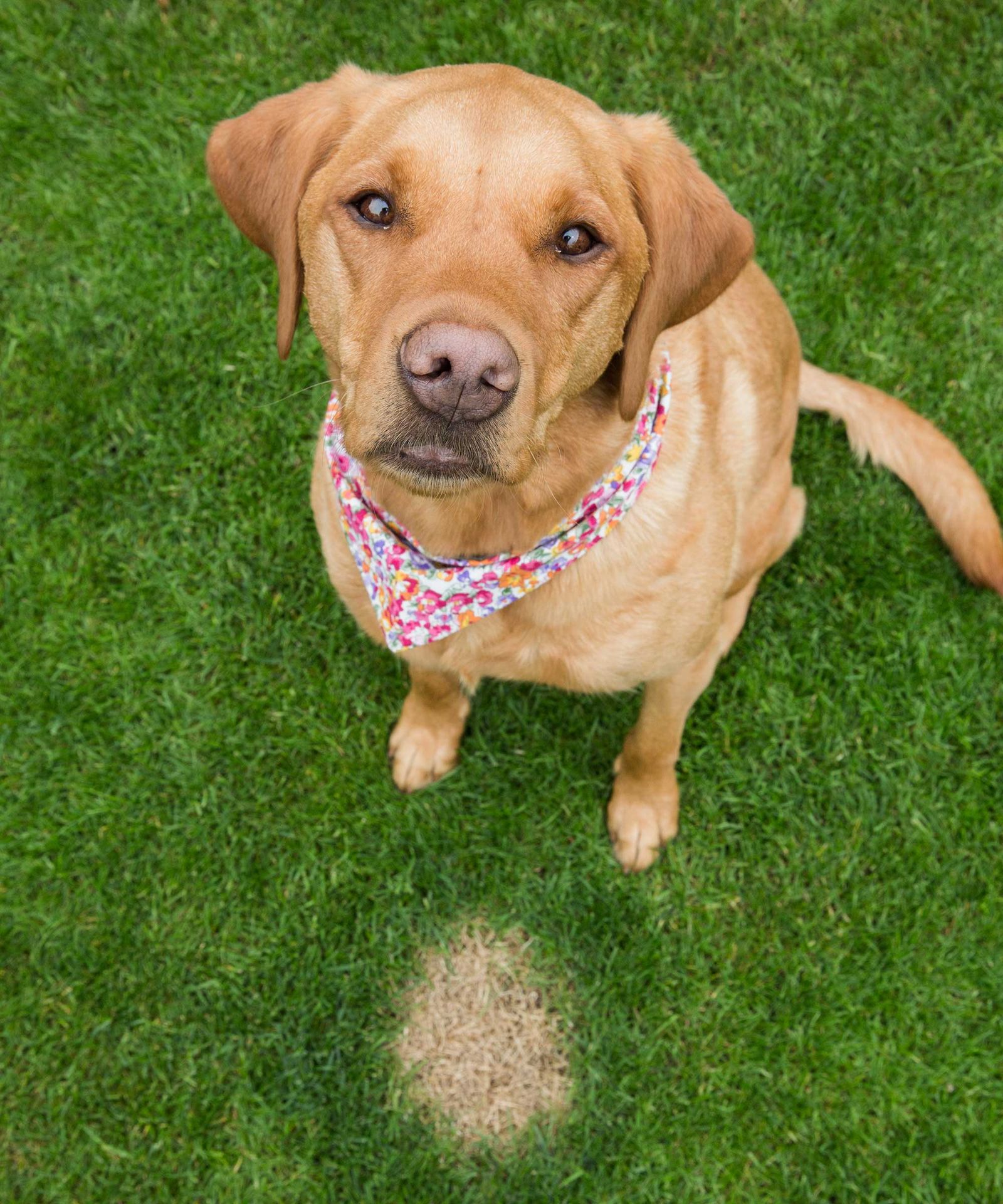 How to grow grass with dogs: tips for pet-proofing your lawn | Gardeningetc