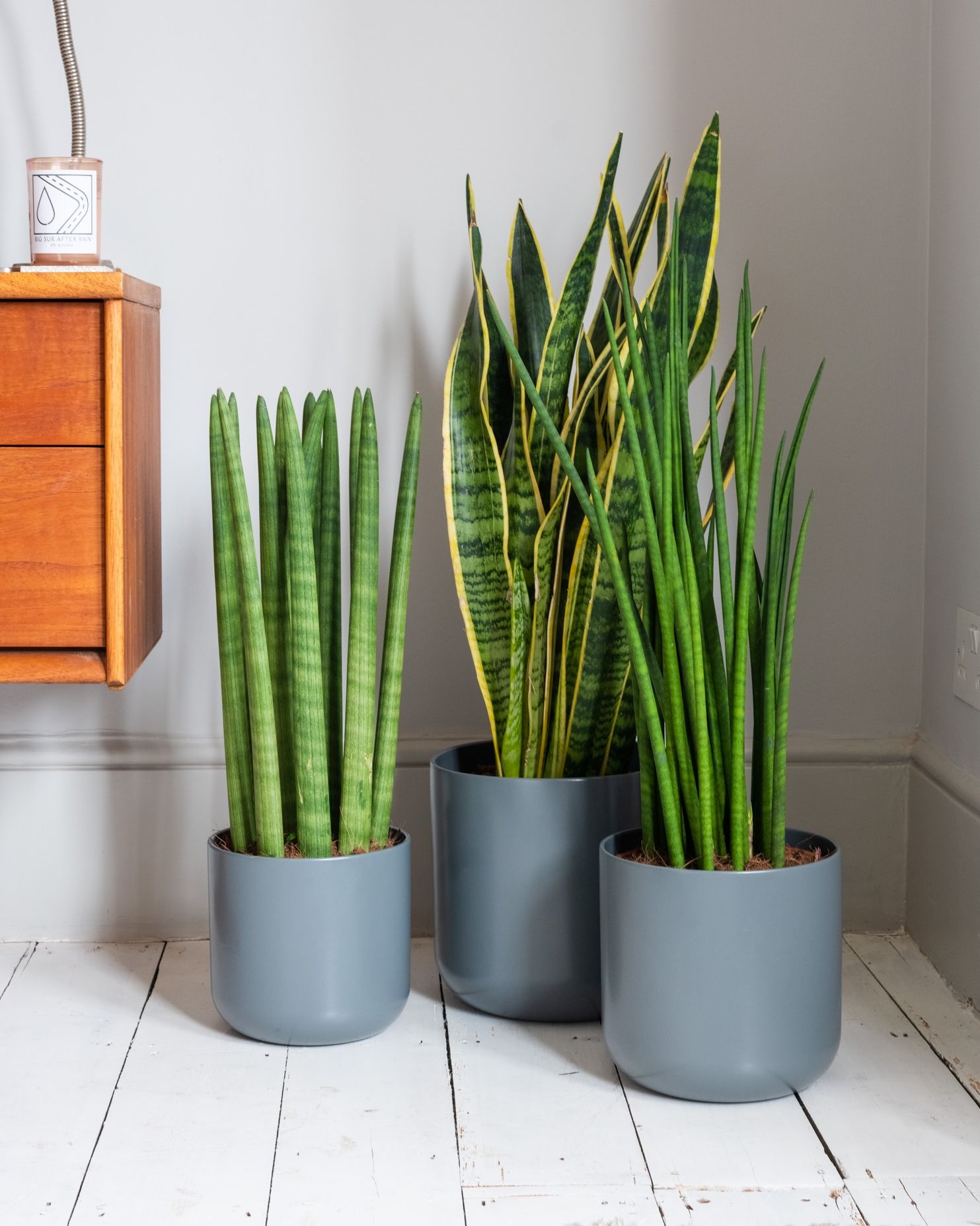 4 humidity-loving houseplants that could help prevent mold | Livingetc