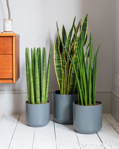 5 Houseplants That Help Reduce Condensation in Your Home | Livingetc