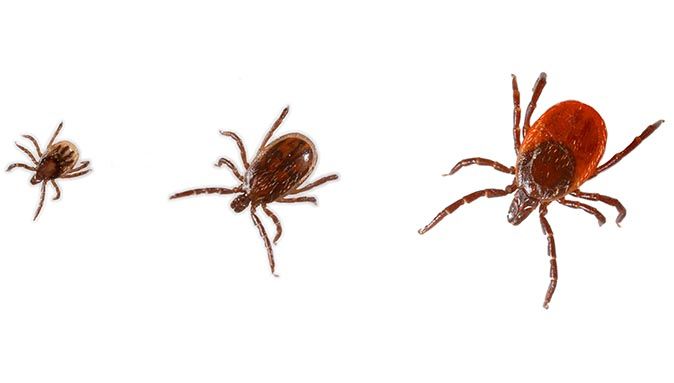 Lyme Disease: What it is, how you catch it and everything else you need ...