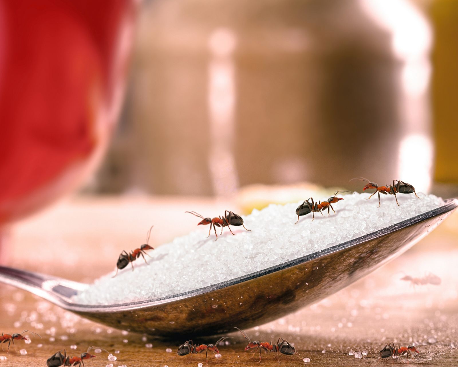How to kill red ants | Real Homes
