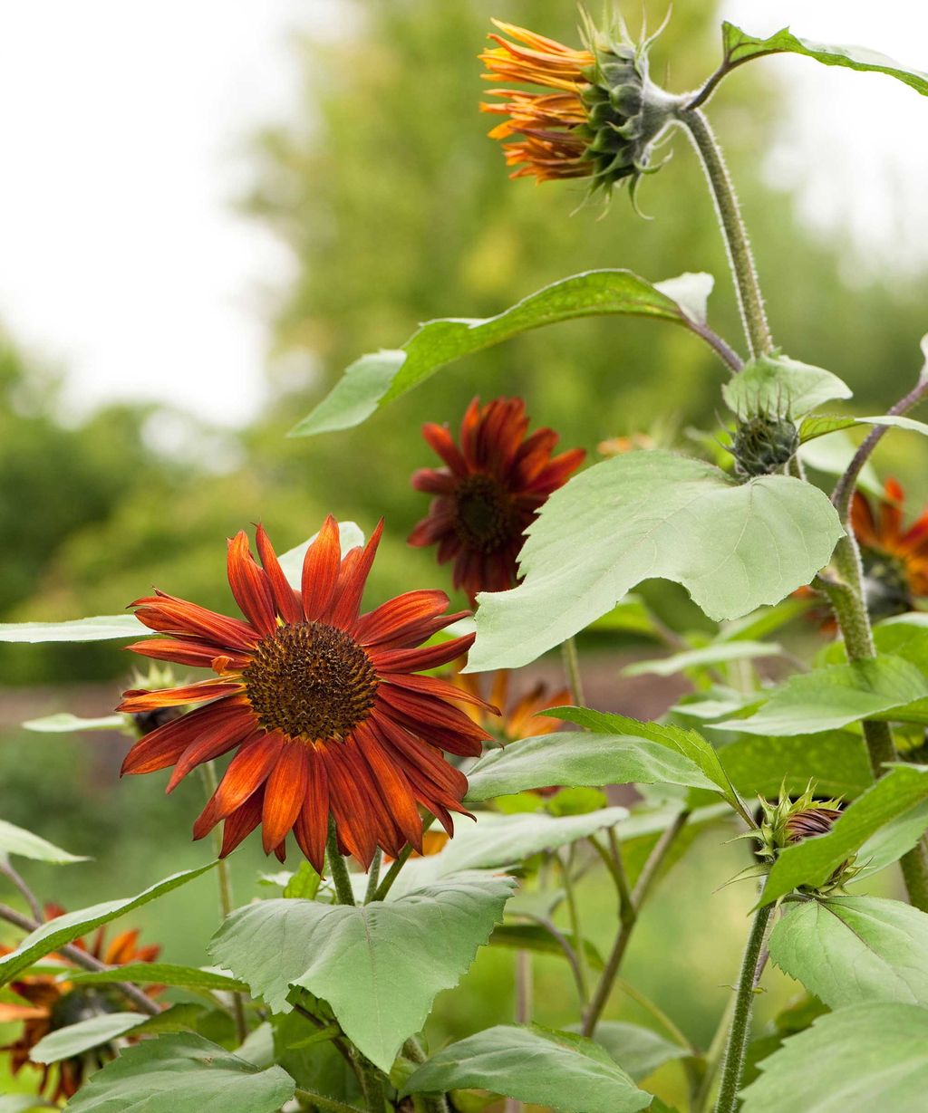 How to grow sunflowers: top tips on planting and caring for these ...
