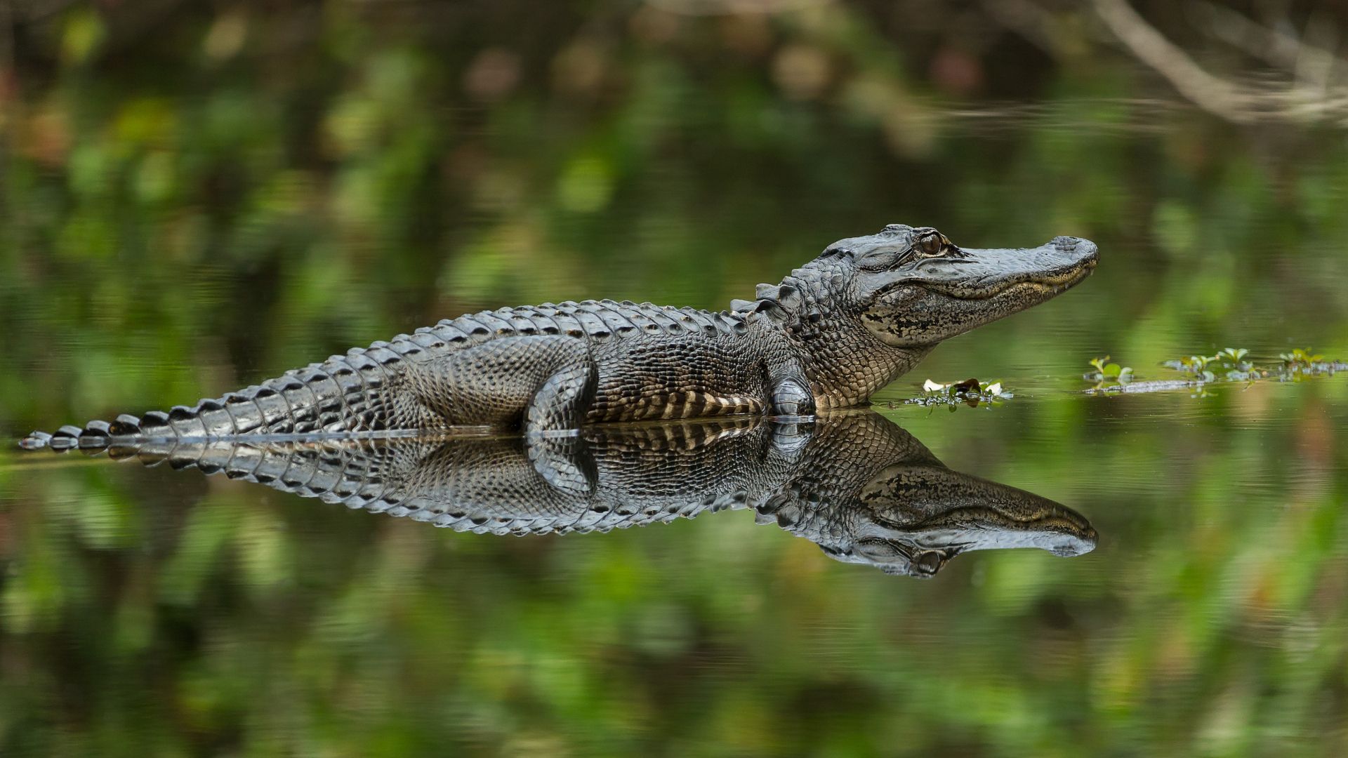 What to do if you see an alligator in Florida | Advnture