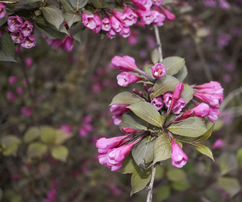 How to fertilize weigela: advice from garden experts | Homes and Gardens