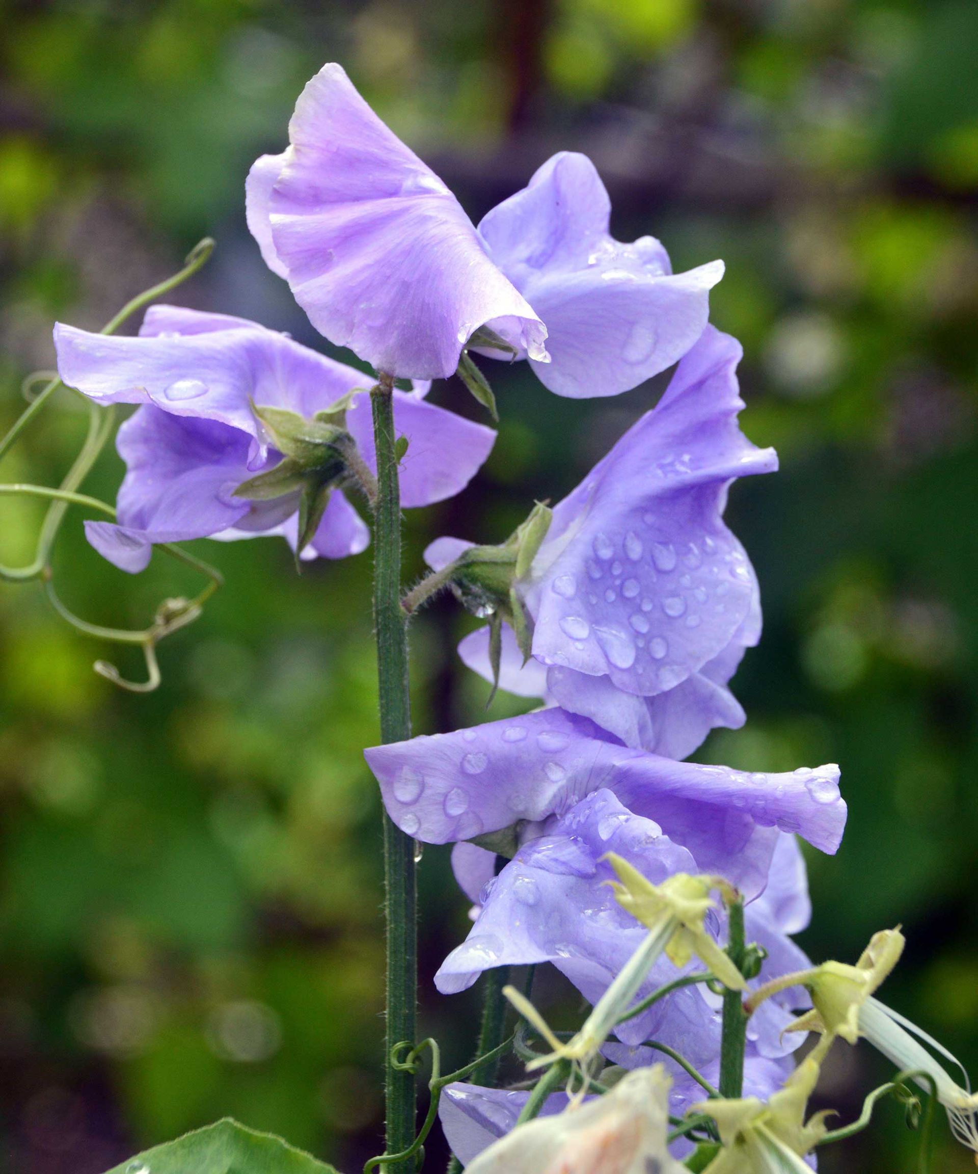 Sweet pea varieties: 16 blooms for summertime scent | Gardeningetc