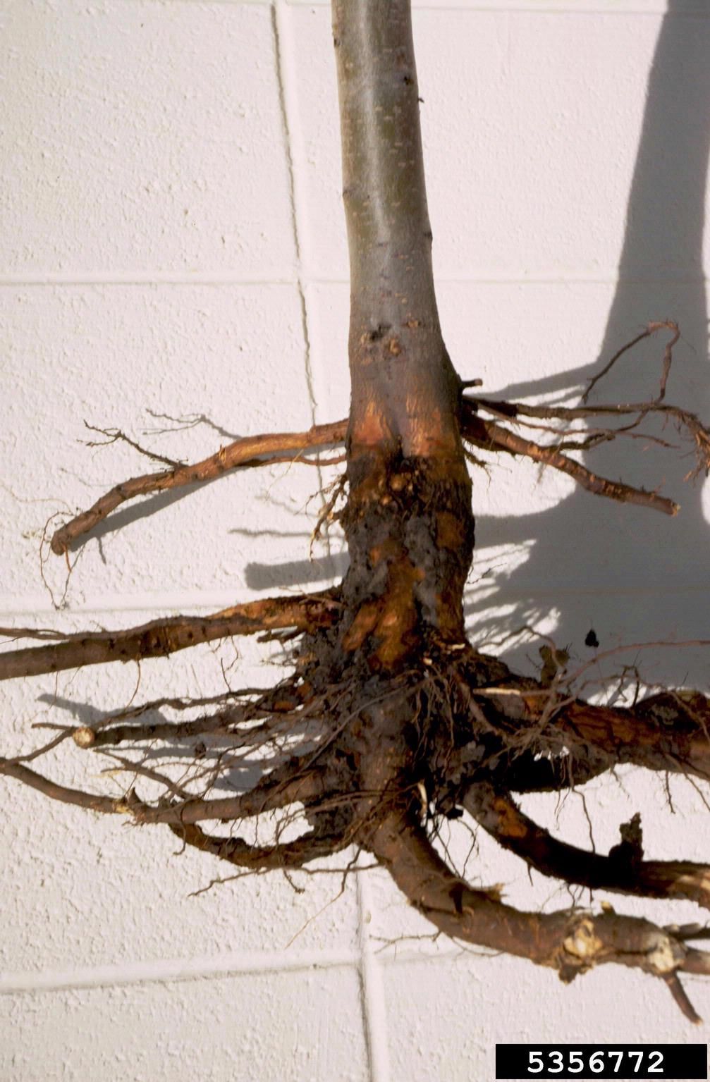 Crown Rot Disease: What Is Crown Rot And How To Treat It | Gardening ...
