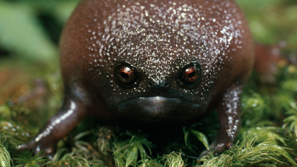 Black rain frog: The bizarre, grumpy-faced amphibian that's terrible at ...