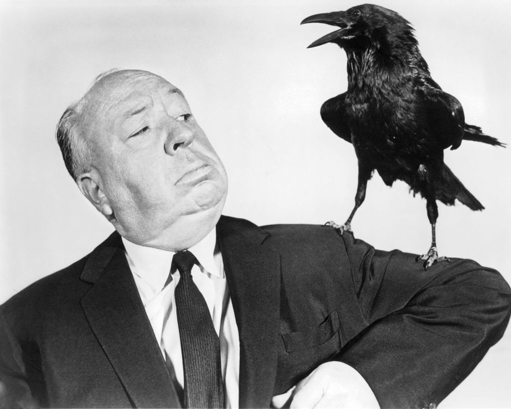 Crows: Everything you need to know about the whole corvid family, from ...
