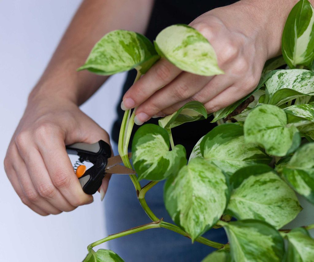 Discover how to prune pothos with these 5 expert steps | Homes and Gardens