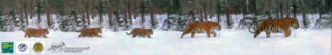 Photo First: Rare Tiger Family Portrait | Live Science