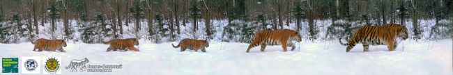 Photo First: Rare Tiger Family Portrait | Live Science