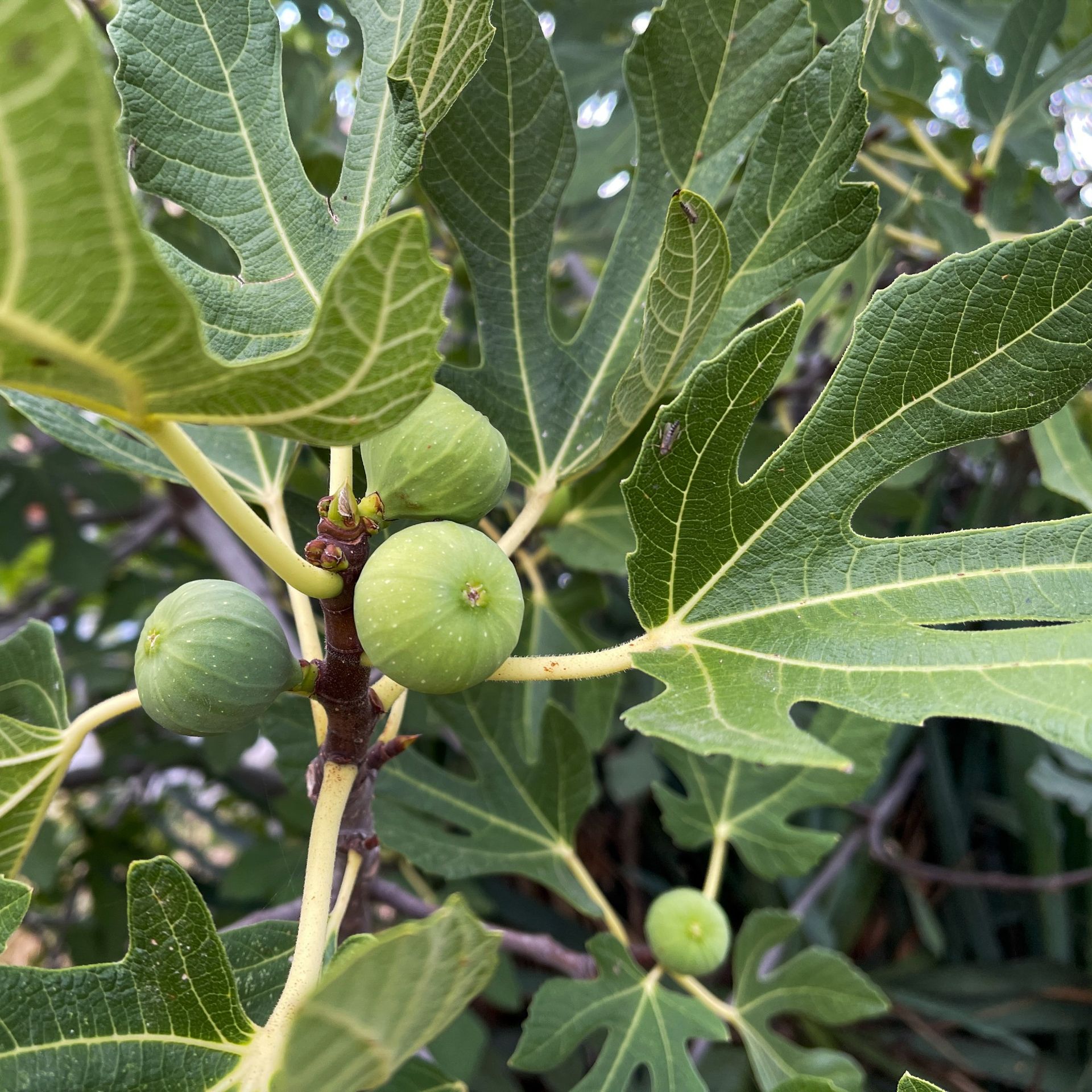 How to grow a fig tree in a pot for a Mediterranean garden | Ideal Home