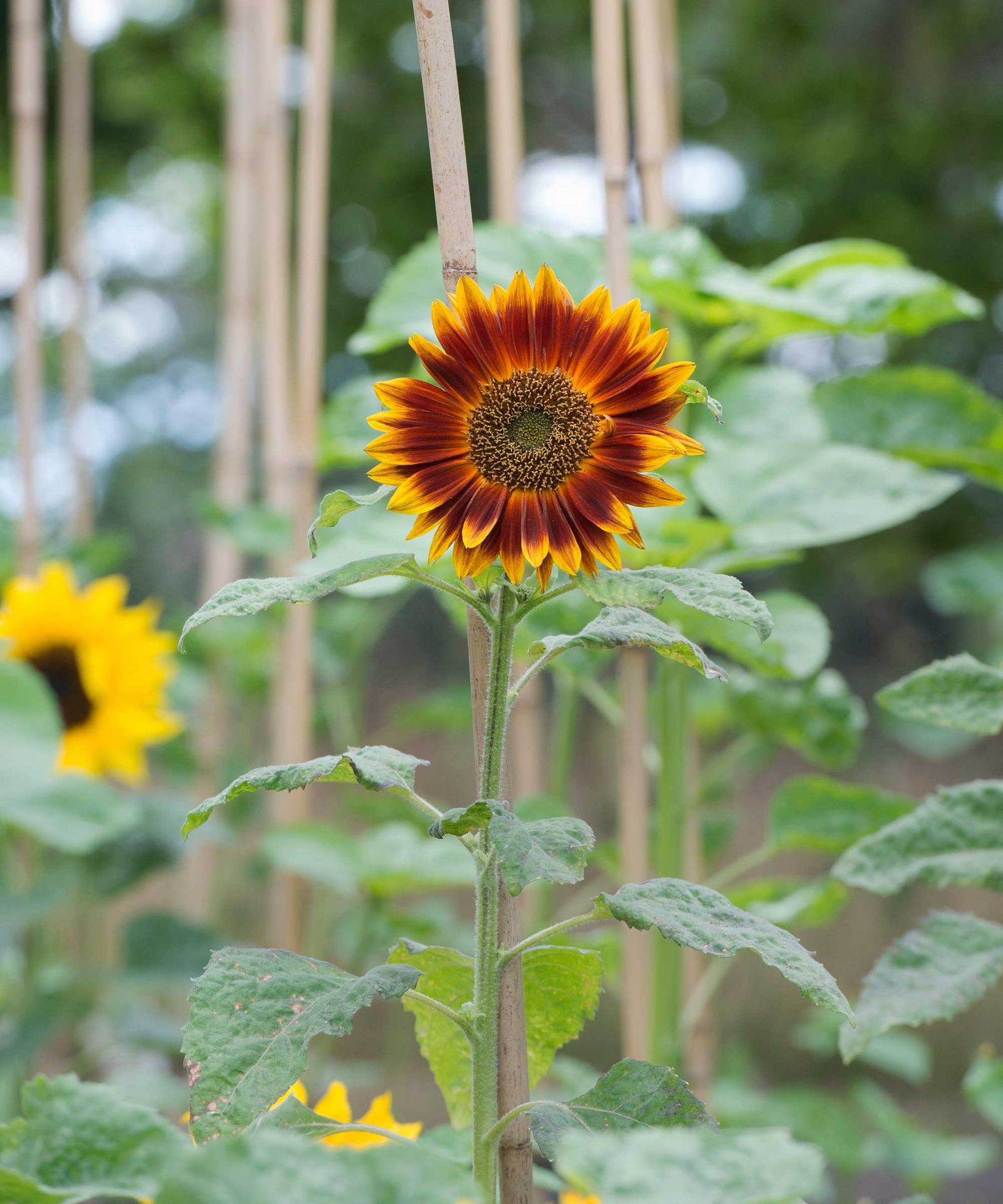 How to grow sunflowers: top tips on planting and caring for these ...