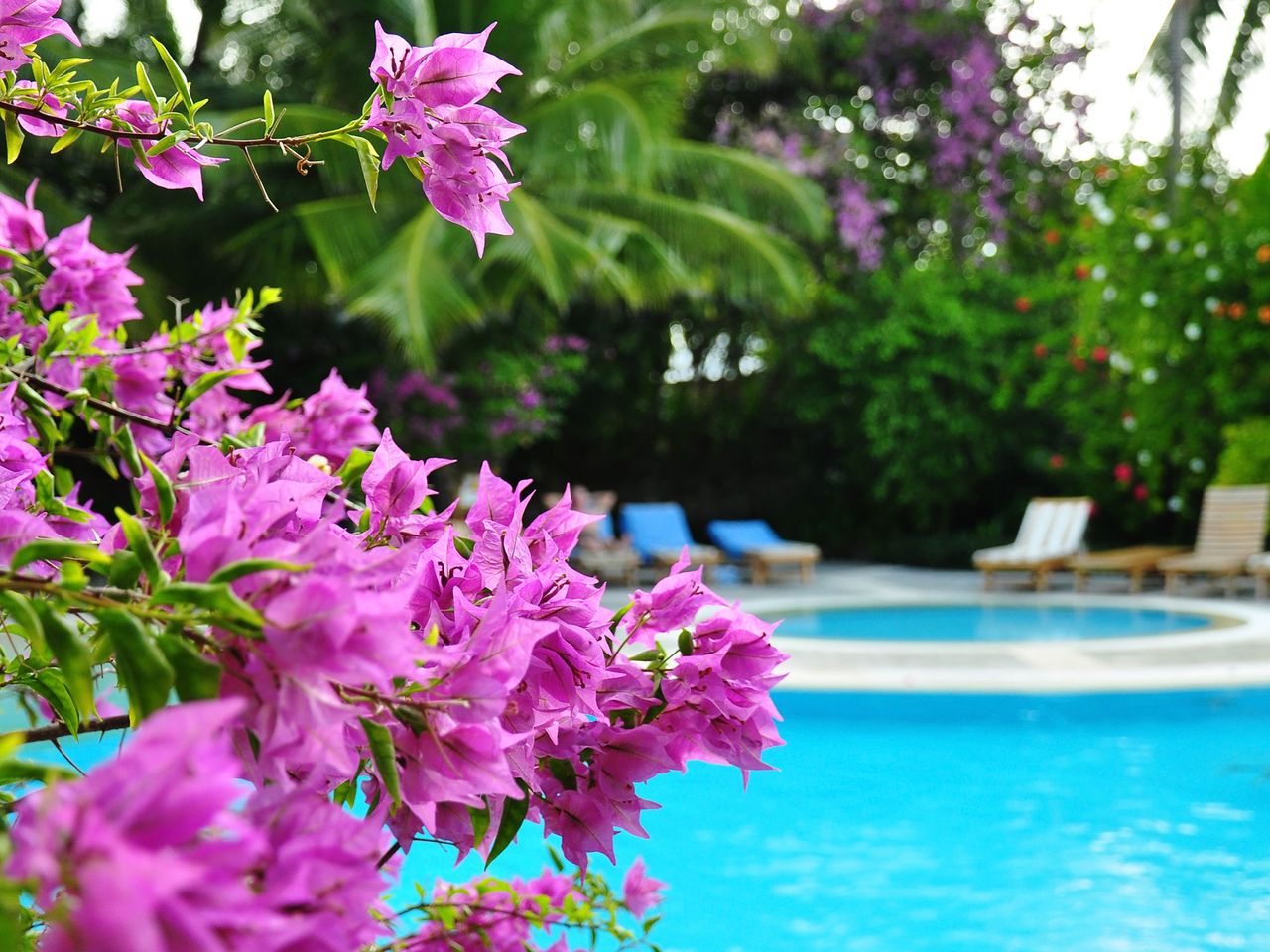 Planting around pools - 12 of the best plants | Livingetc