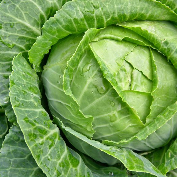 Tips & Information about Cabbage | Gardening Know How