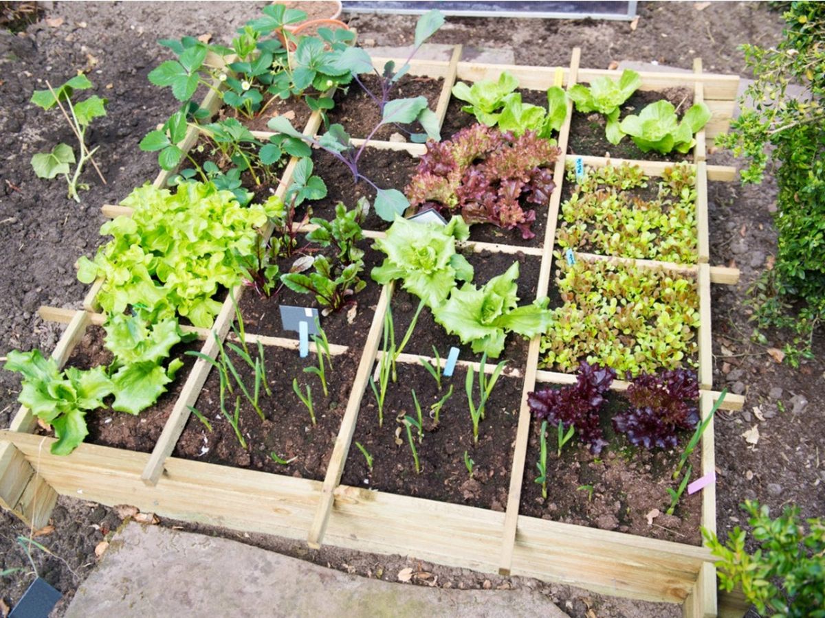 How Many Plants Per Square Foot - Plant Spacing In A Square Foot Garden ...
