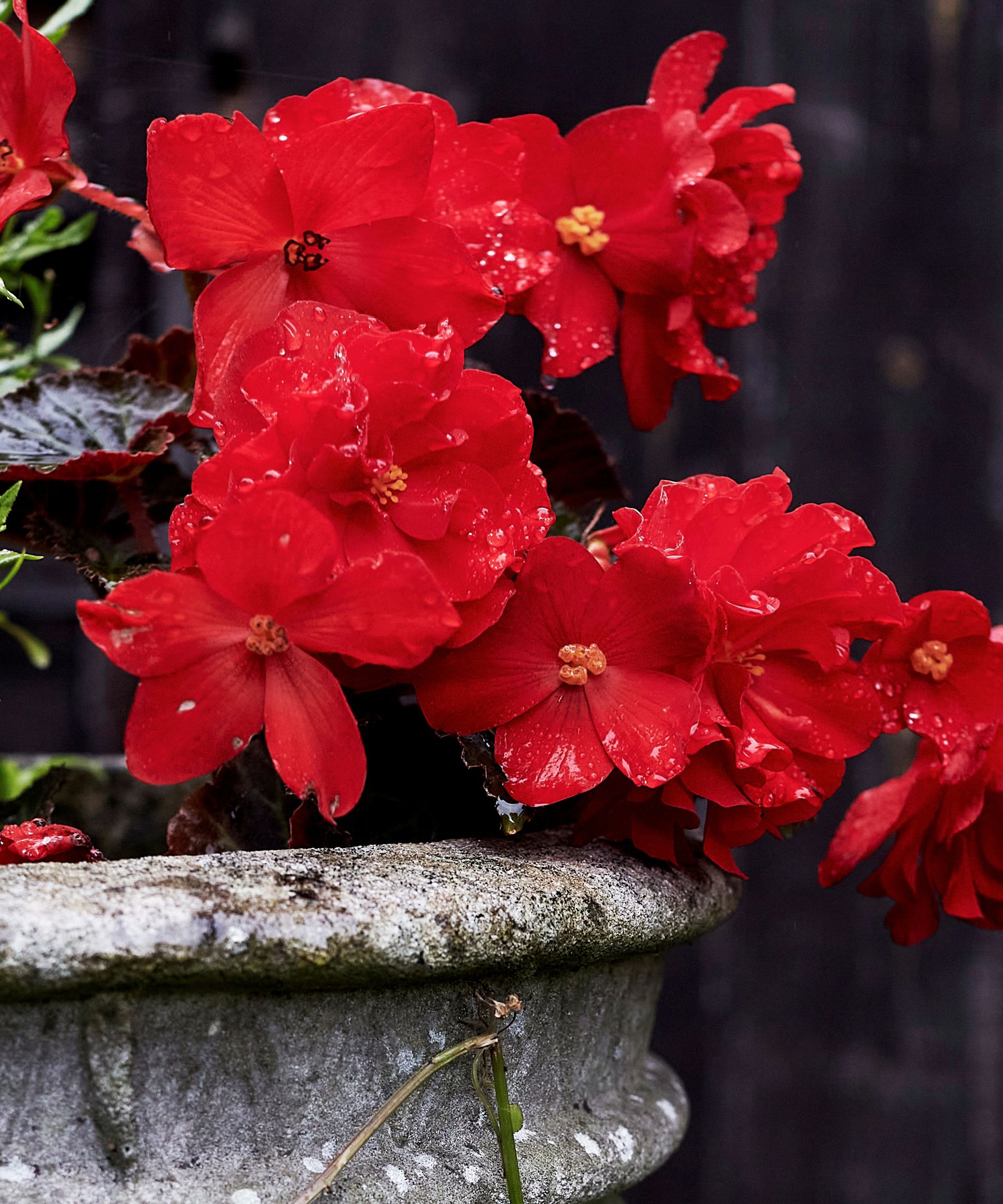 How to deadhead begonias for a beautifully exotic display of flowers ...