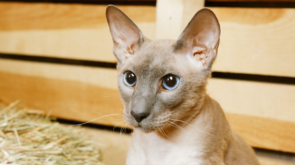 13 rare cat breeds you’ve probably not heard of | PetsRadar