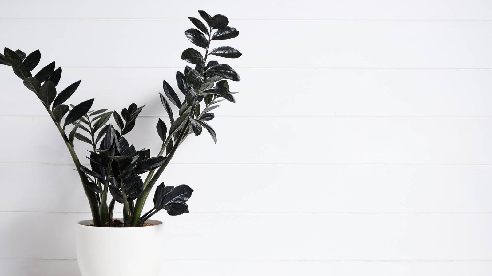 Raven ZZ Plants Bring Gorgeous Drama to Your Home | Gardening Know How
