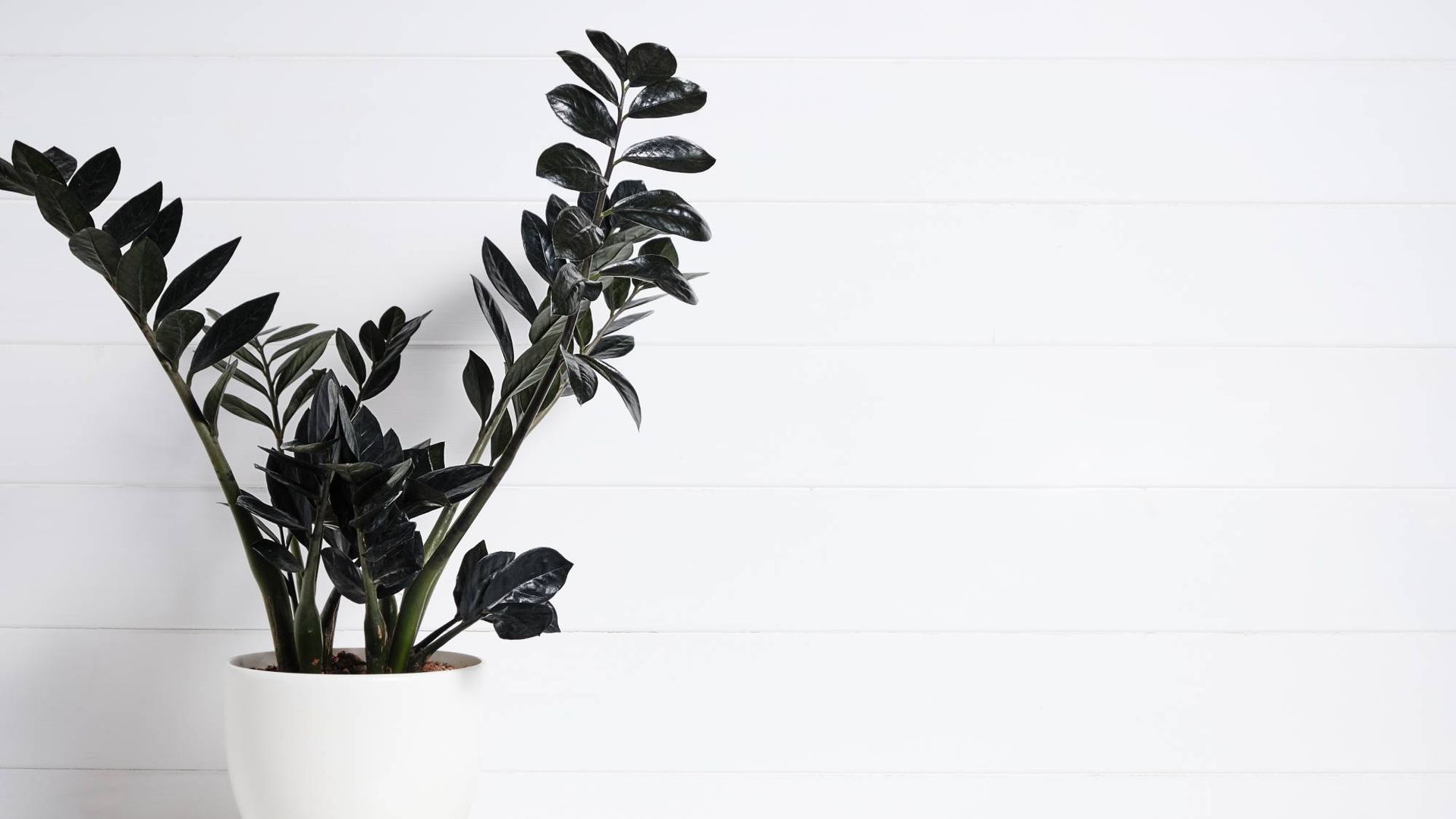 Raven ZZ Plants Bring Gorgeous Drama to Your Home | Gardening Know How