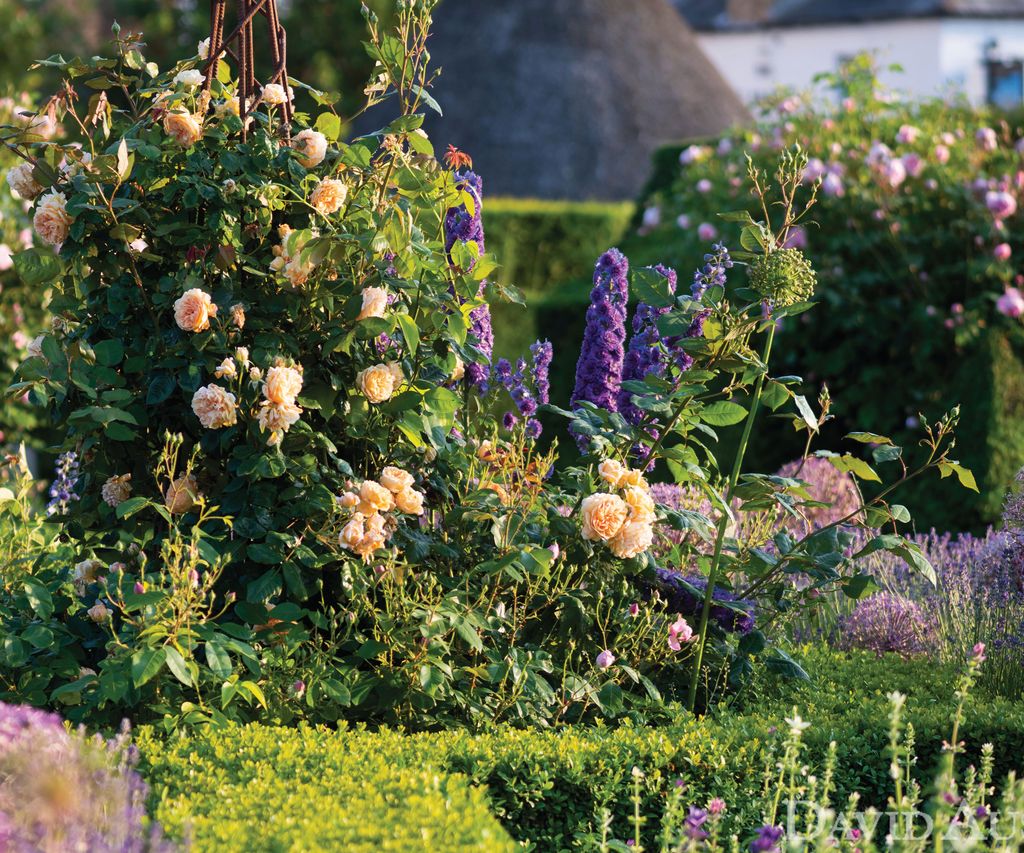 Landscaping with roses: 8 techniques to try | Homes and Gardens