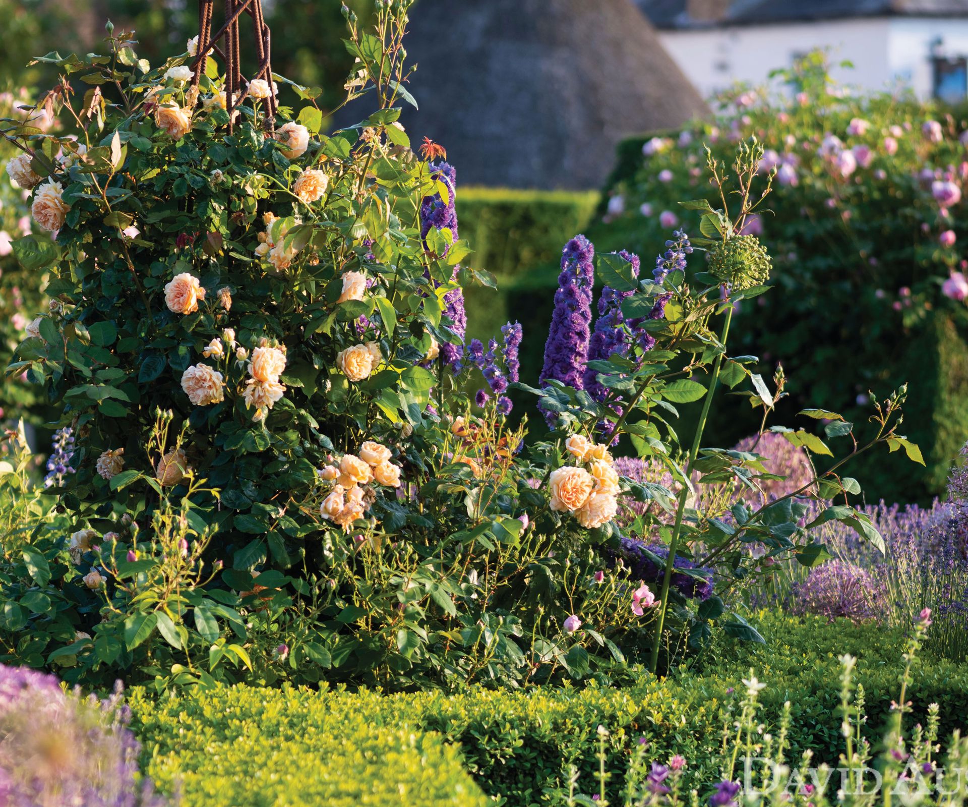 Landscaping with roses: 8 techniques to try | Homes and Gardens