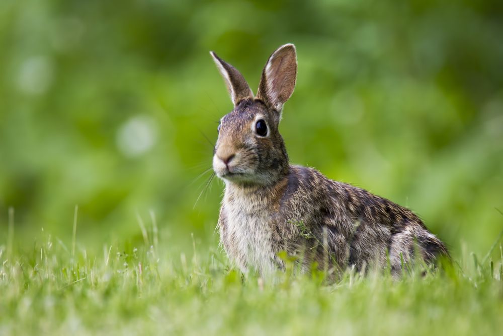 Extremely Rare Case Mans Artificial Hip Infected With Rabbit Fever Live Science