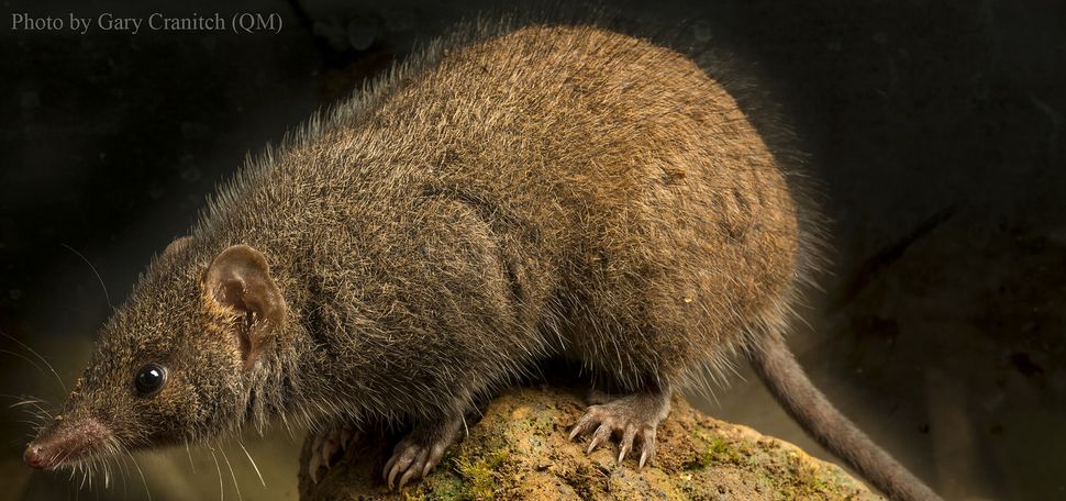 Antechinus Photos: New Marsupials Die for Sex | Live Science
