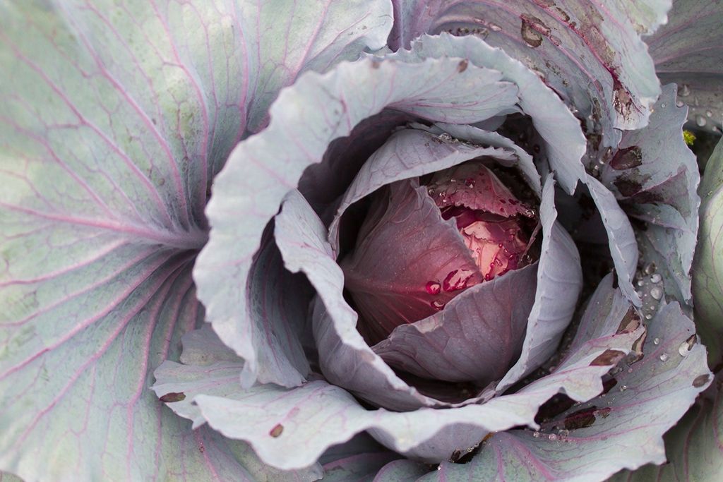 Growing Ruby Perfection Cabbages: Learn About Ruby Perfection Cabbage ...