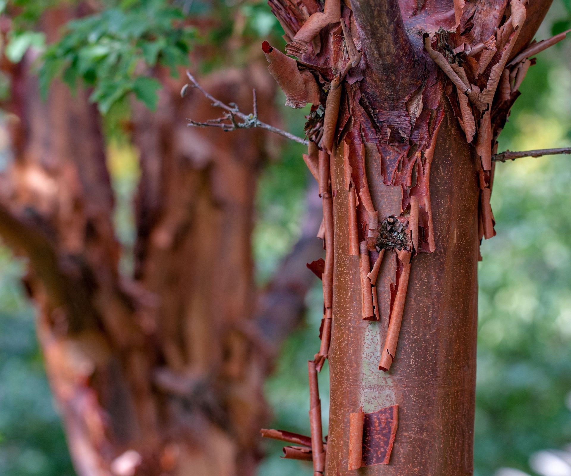 10 trees with unusual bark for incredible year-round interest | Homes ...