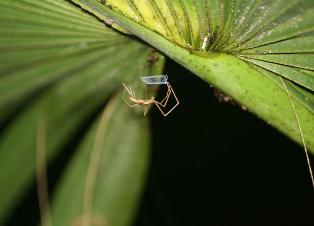 Photos: What Big Eyes! Spider's Huge Peepers Help Snag Prey | Live Science