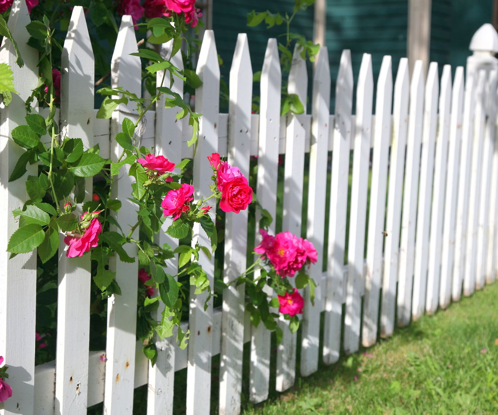 Best colors to paint a fence to make a yard look bigger | Homes and Gardens