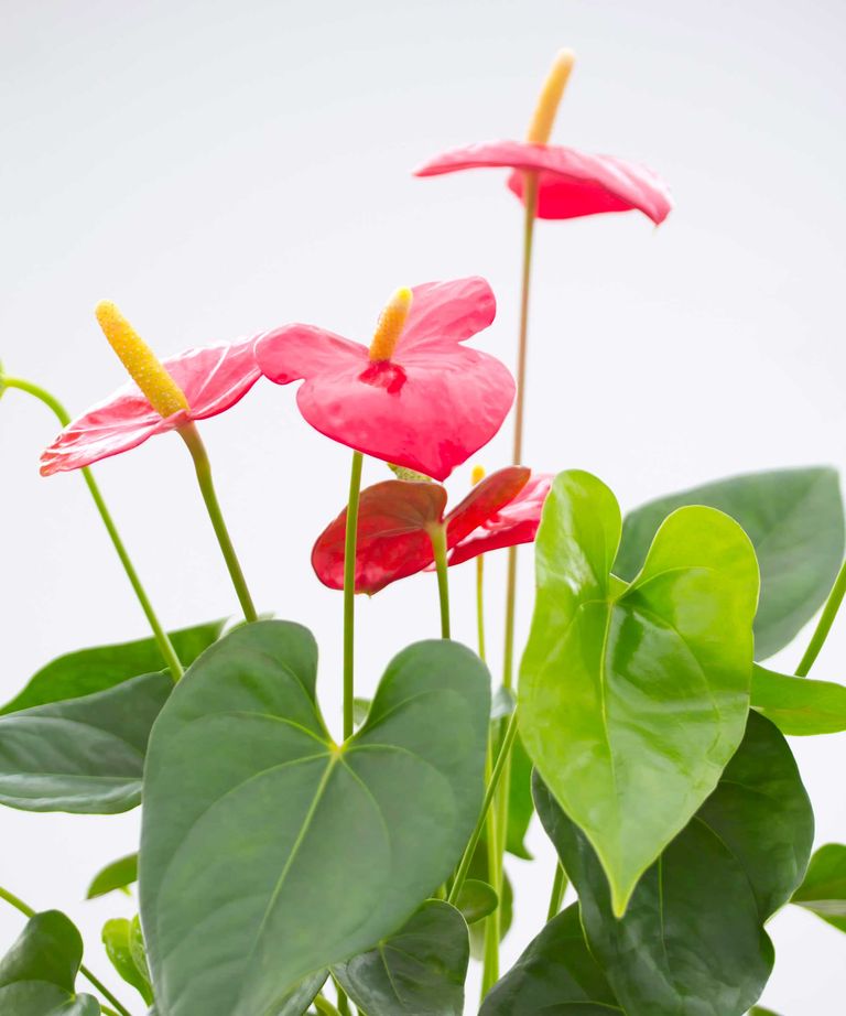 How to fertilize anthuriums for more glorious blooms | Homes and Gardens